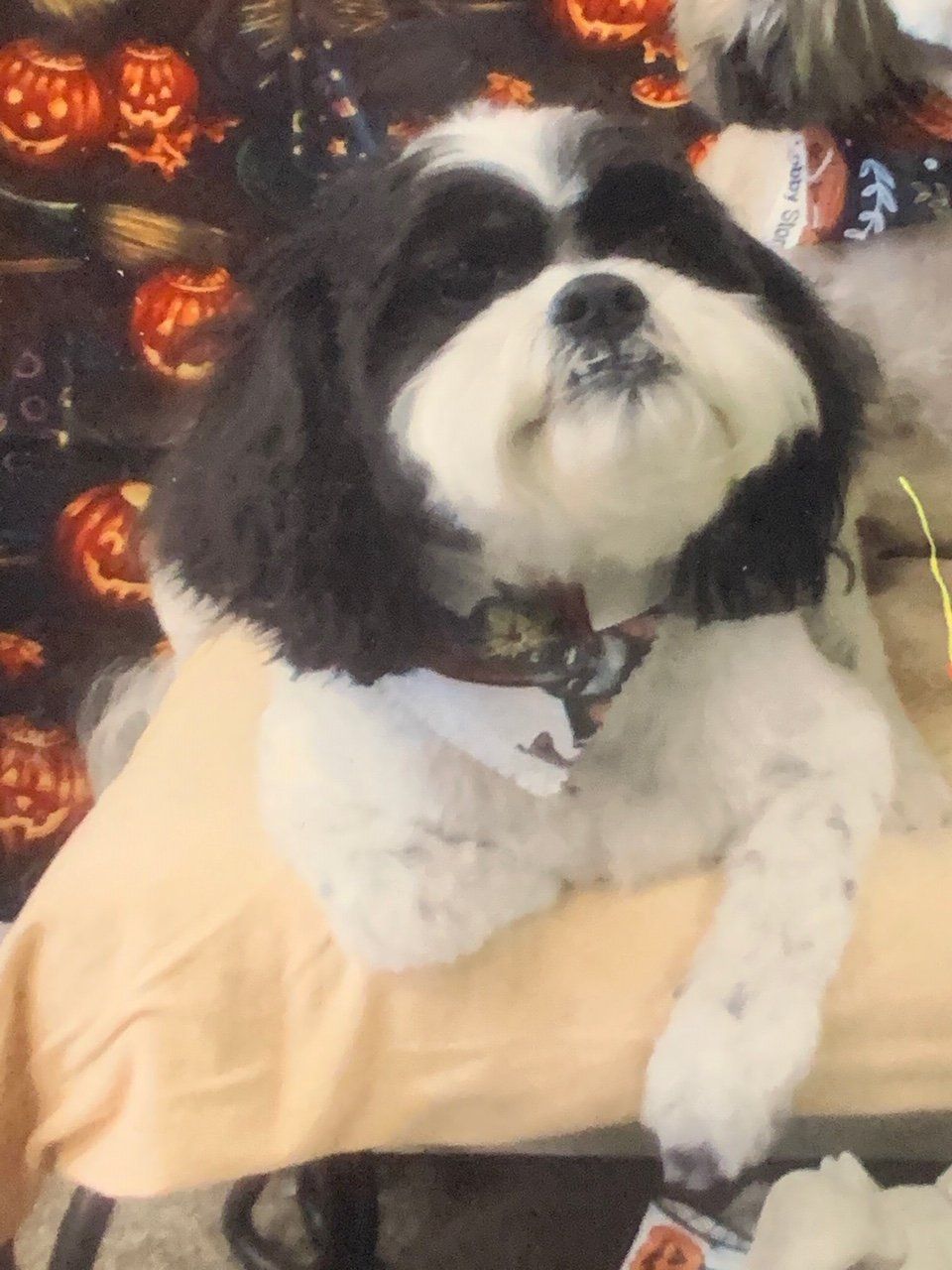 Cutest Dog Contests | Pampered Paw's Pet Grooming