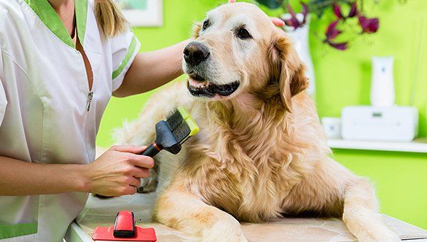 Sheyenne River Kennels | Dog Boarding | West Fargo, ND