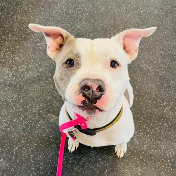 Sheyenne River Kennels | Dog Boarding | West Fargo, ND