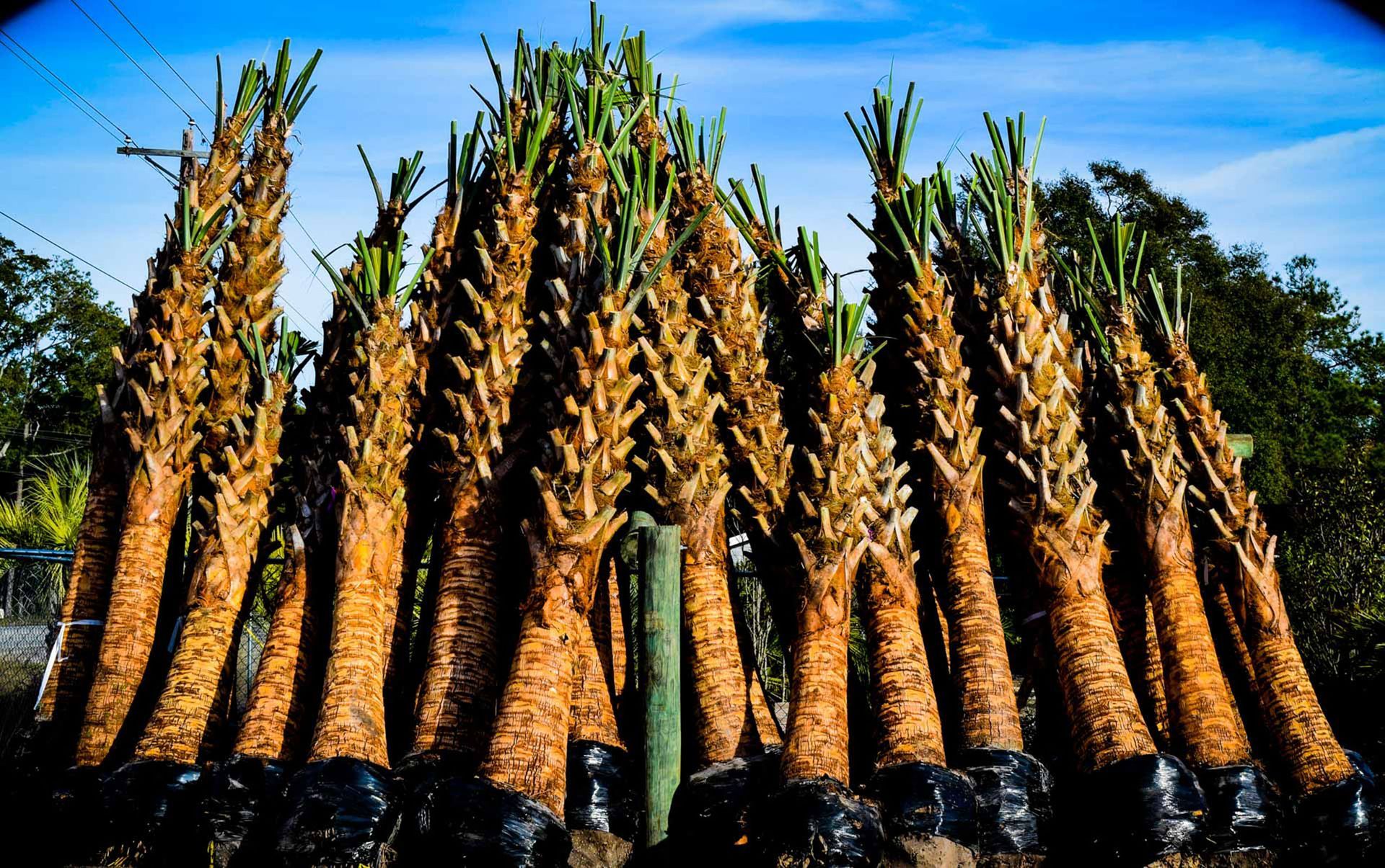 Plant Nursery Near Me Shallotte, NC | Two Oaks Nursery