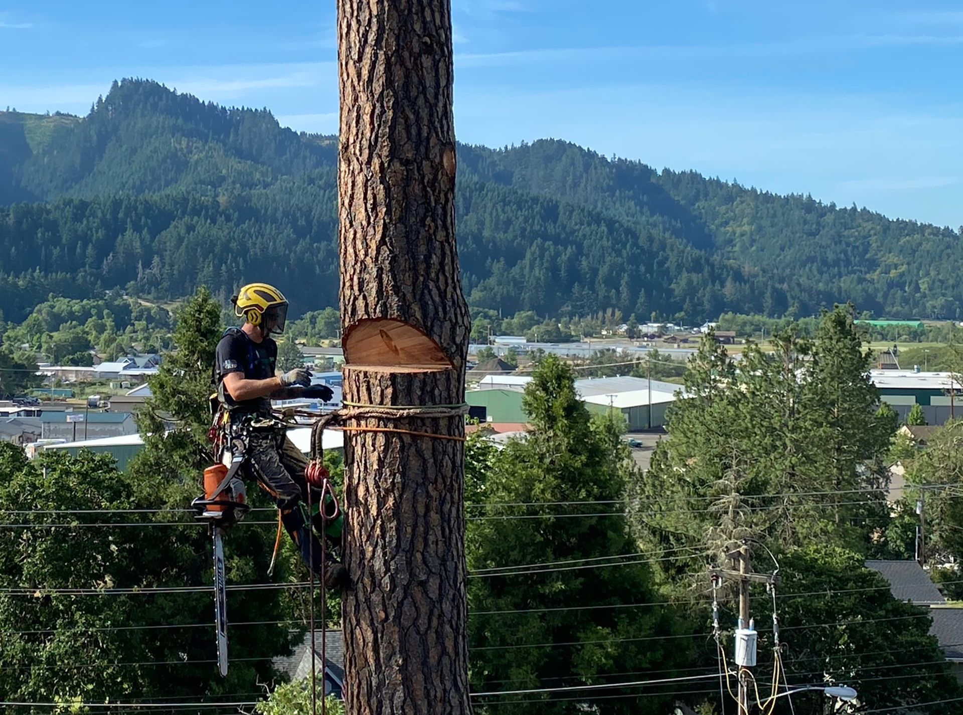 Tree Services | Urban Arbor Care LLC | Eugene, OR