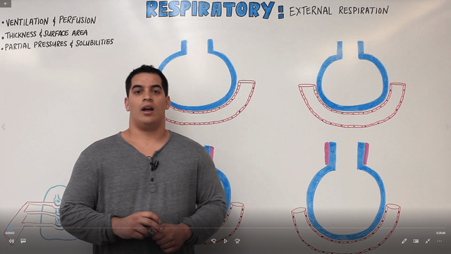 Respiratory External Respiration Thickness Surface