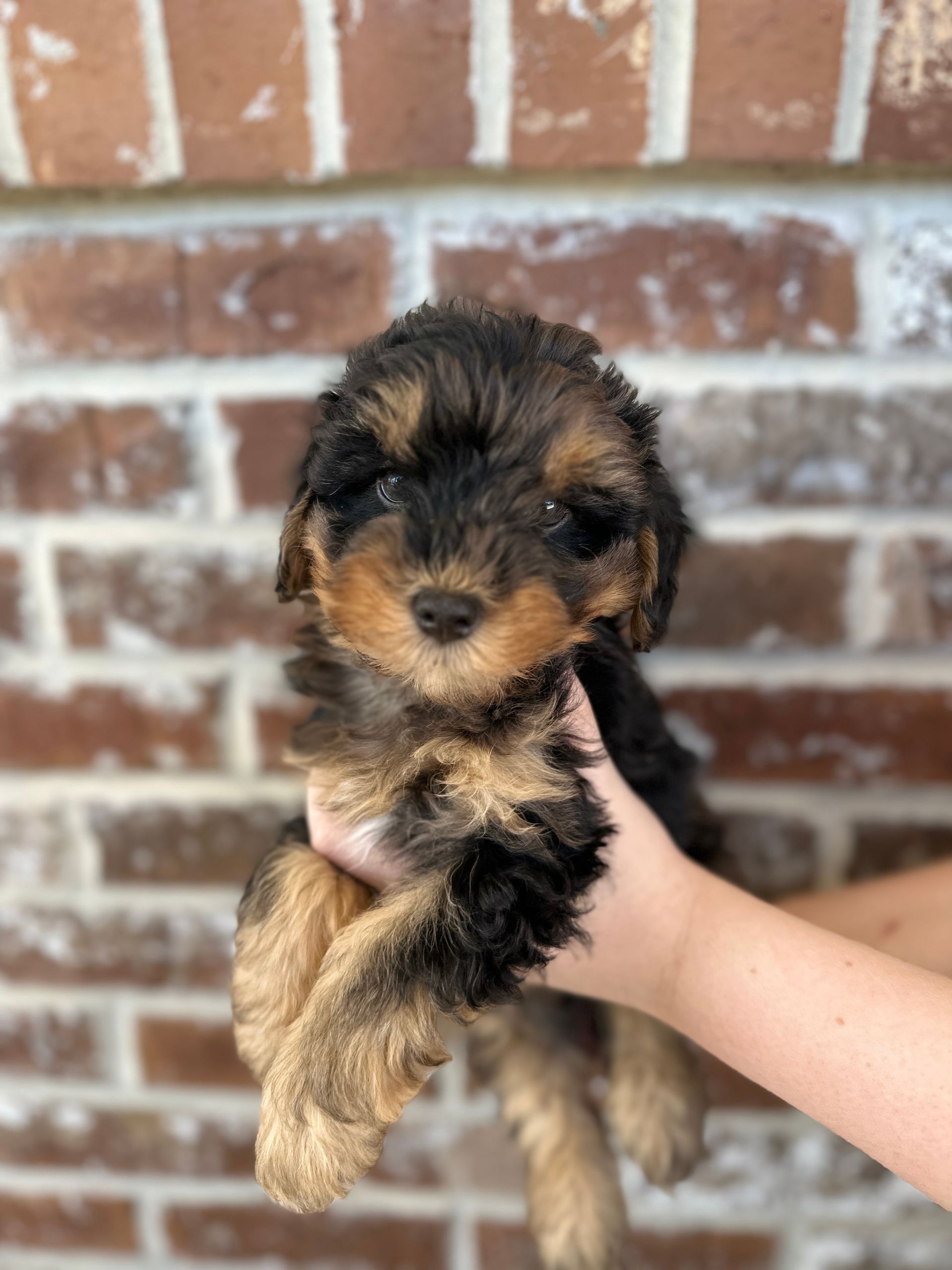 YORKIE POO- SPECIAL PRICE
