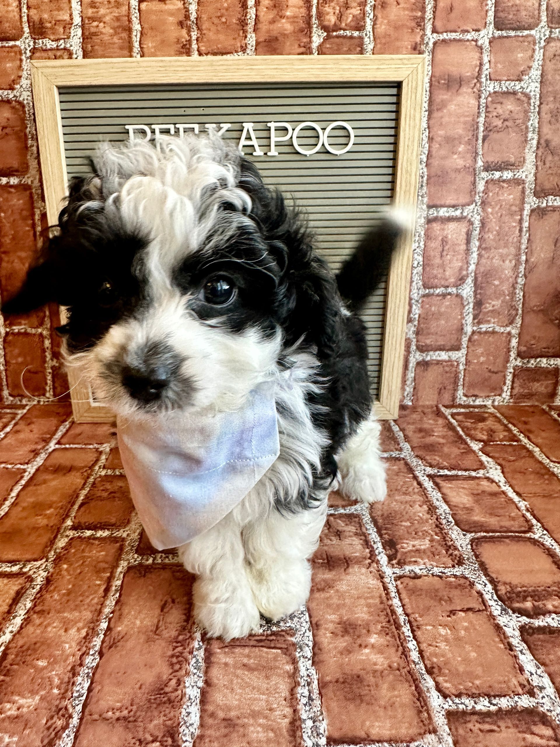 PEEKAPOO-SPECIAL PRICE