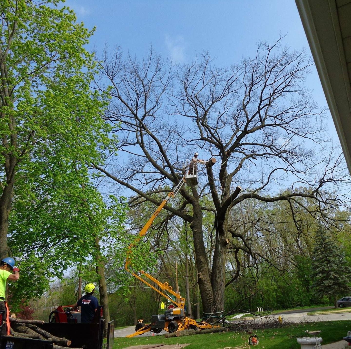 Tree Service Gallery | Urban Tree Service