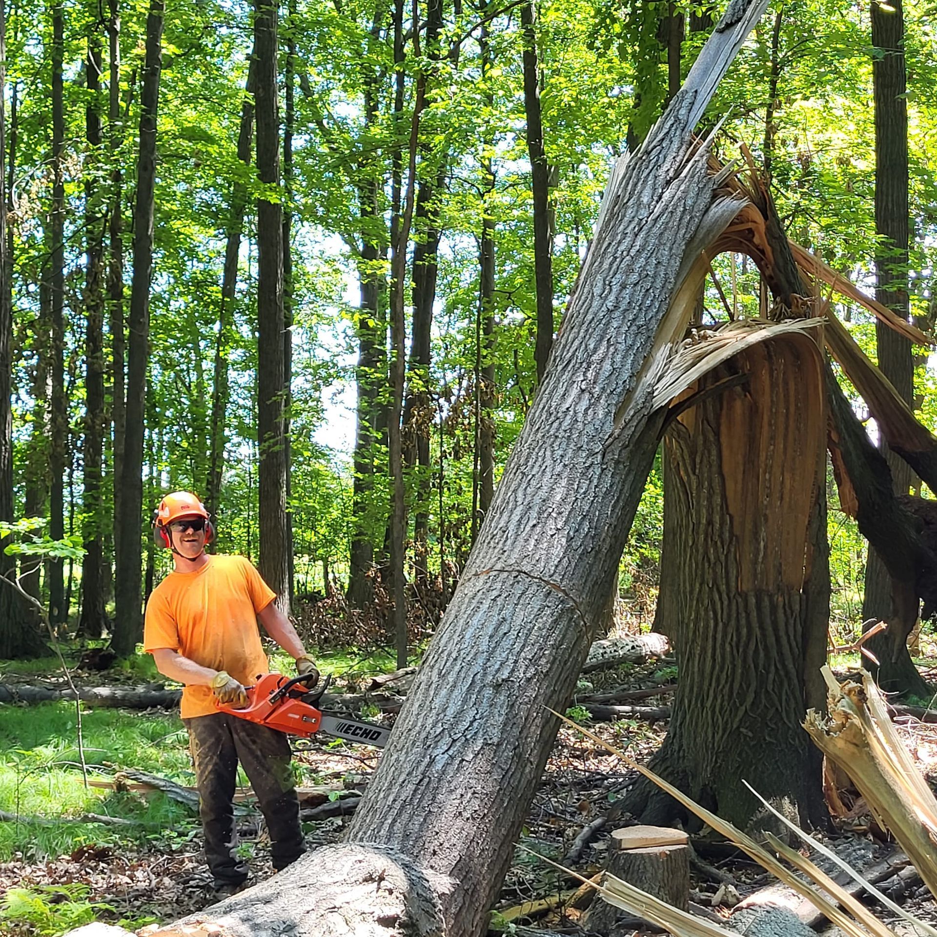 Tree Service Gallery | Urban Tree Service