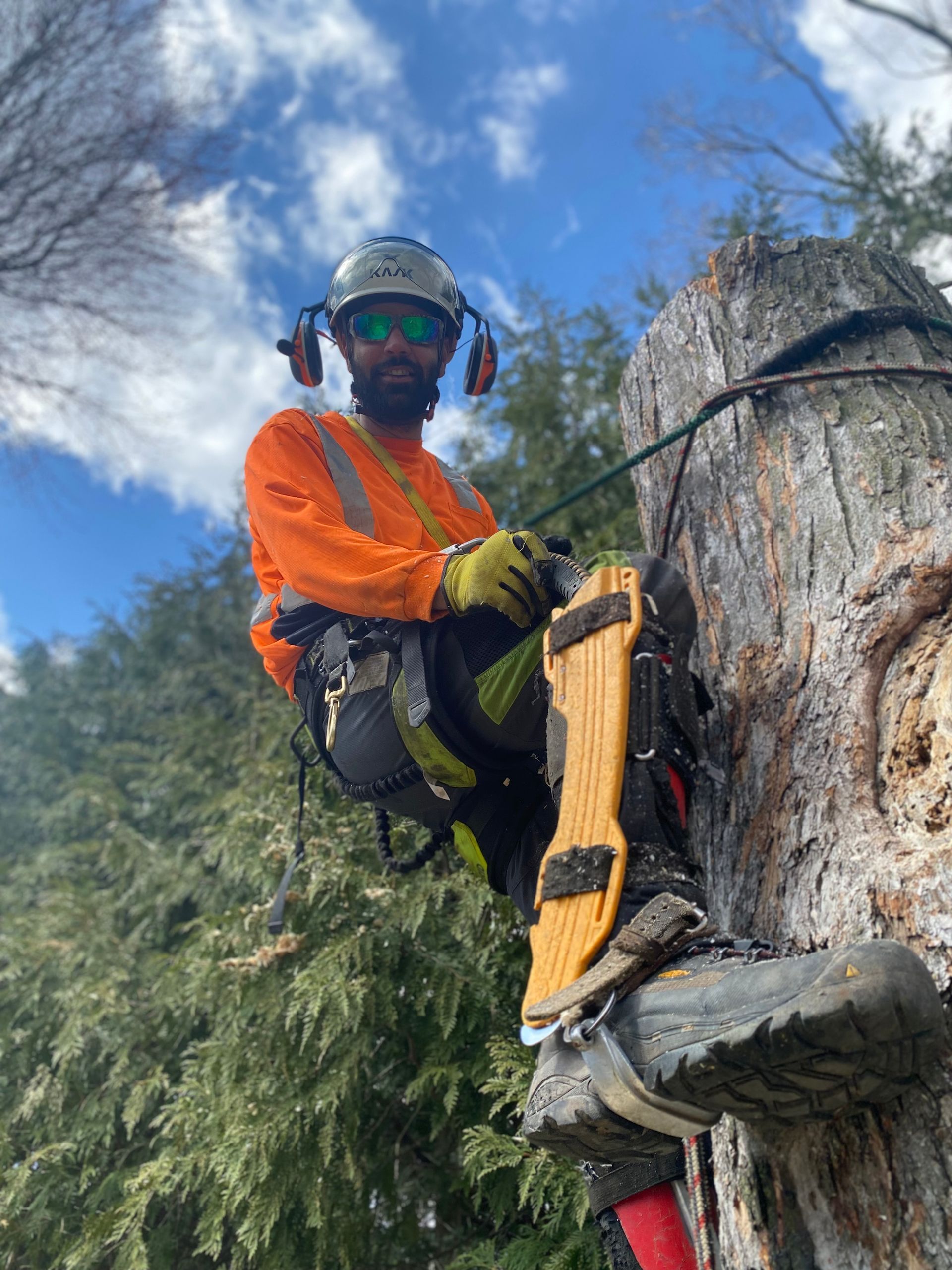 Tree Service Gallery | Urban Tree Service