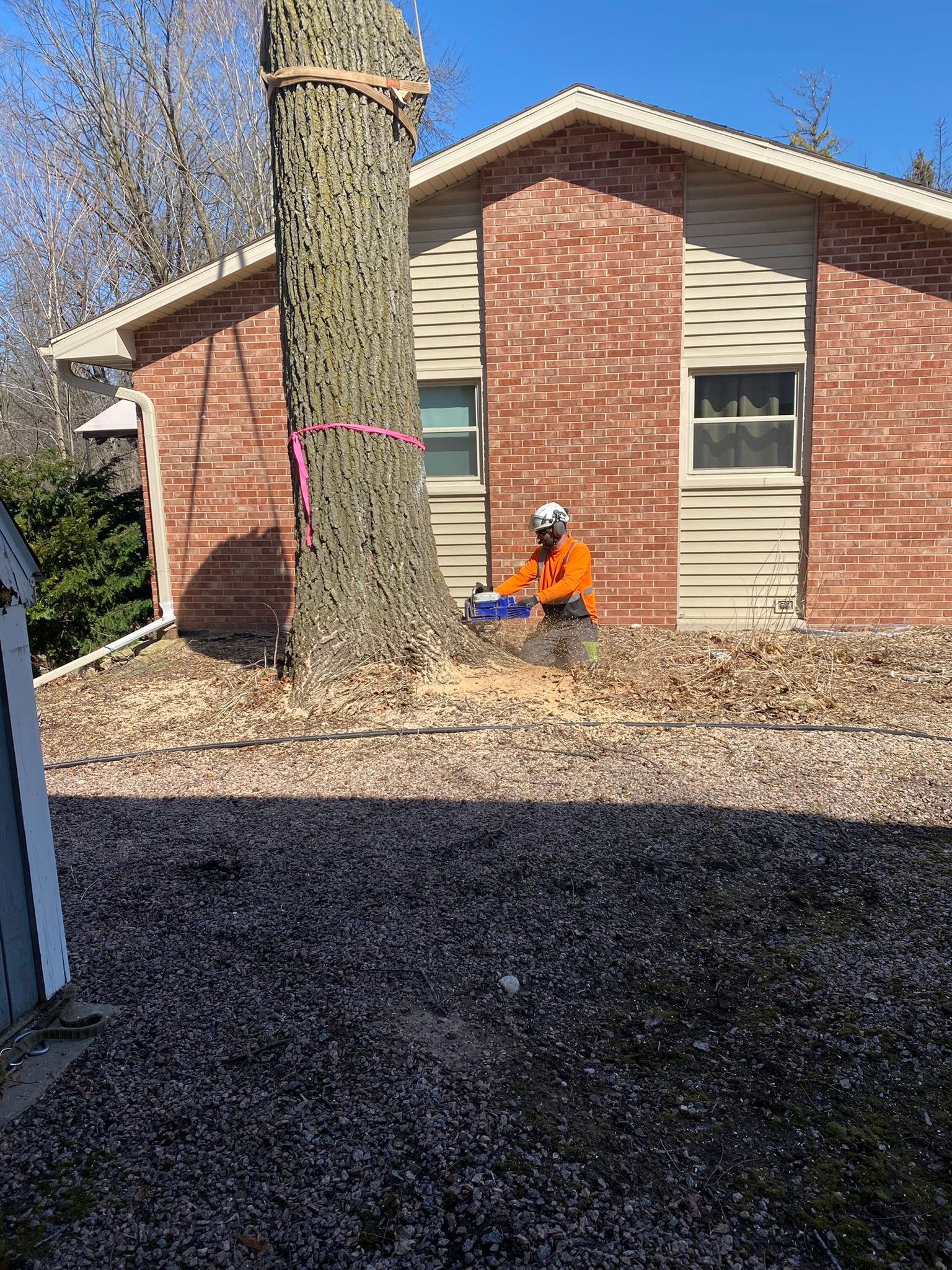 Tree Service Gallery | Urban Tree Service