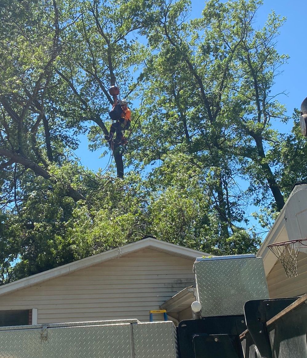 Tree Service Gallery | Urban Tree Service