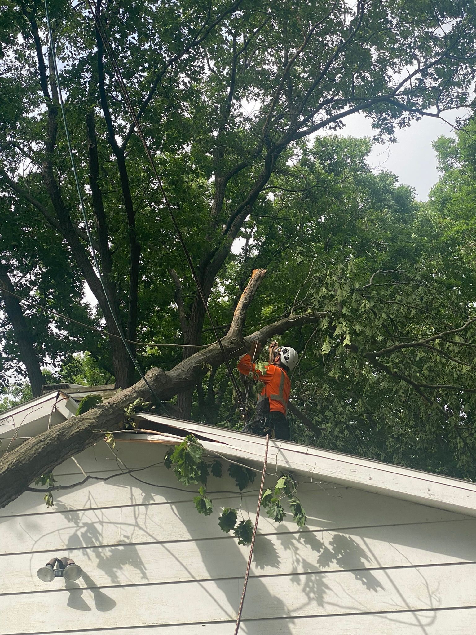 Tree Service Gallery | Urban Tree Service