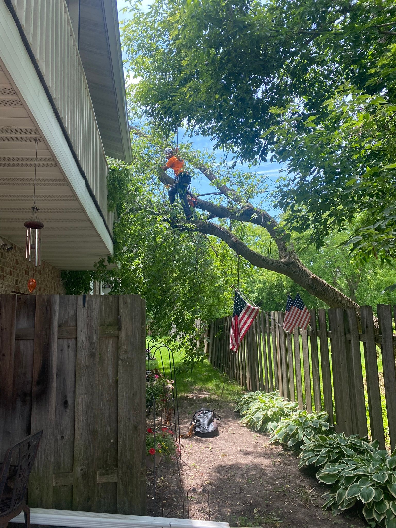 Tree Service Gallery | Urban Tree Service