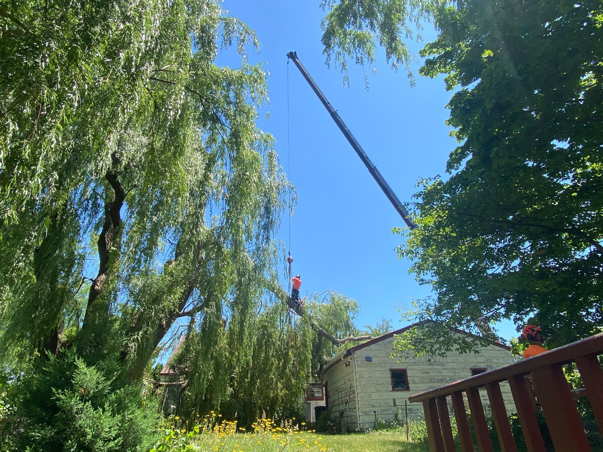 Tree Service Gallery | Urban Tree Service
