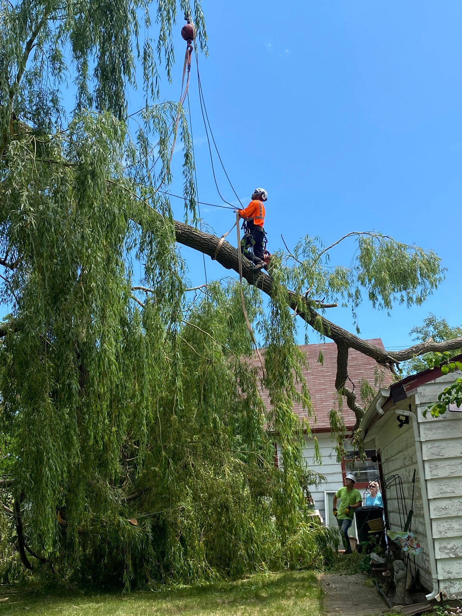 Tree Service Gallery | Urban Tree Service