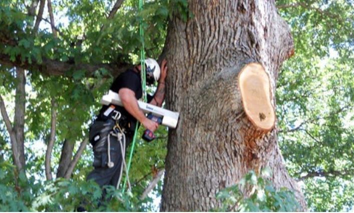 Tree Services Woodbine, MD | Mead Tree & Turf Care Inc