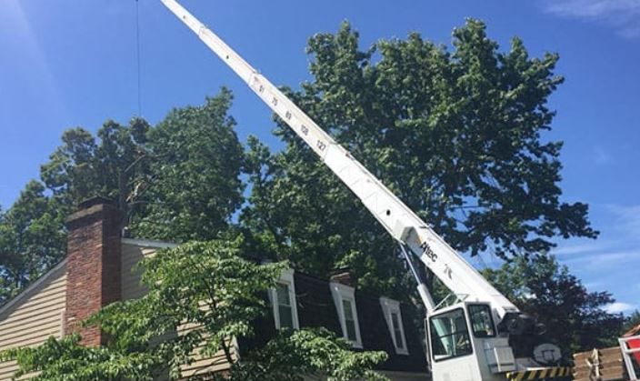 Tree Services Woodbine, MD | Mead Tree & Turf Care Inc