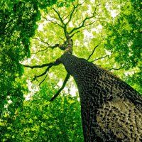 Tree Trimming | Above & Beyond Tree Service | Palatka, FL