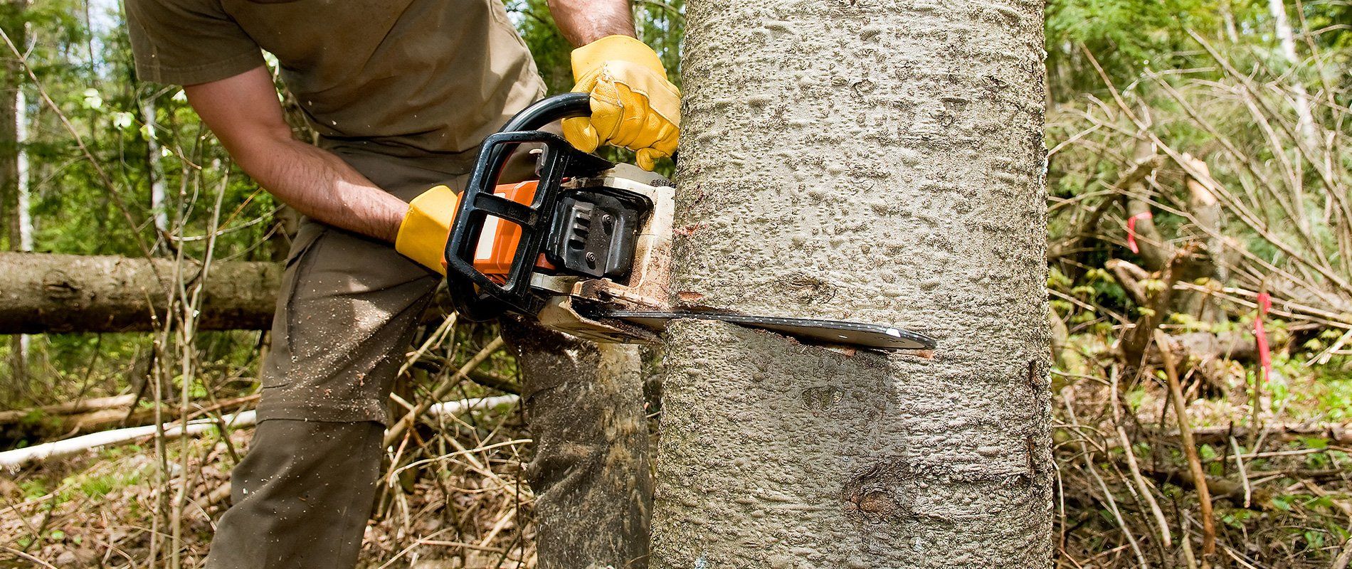 Tree Pruning | Tree Shaping | Murfreesboro, TN Area