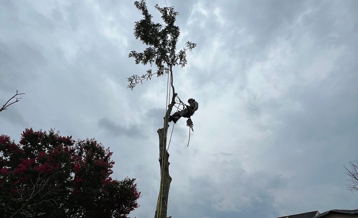 Tree Service Company Virginia Beach, VA | Kono Tree Care