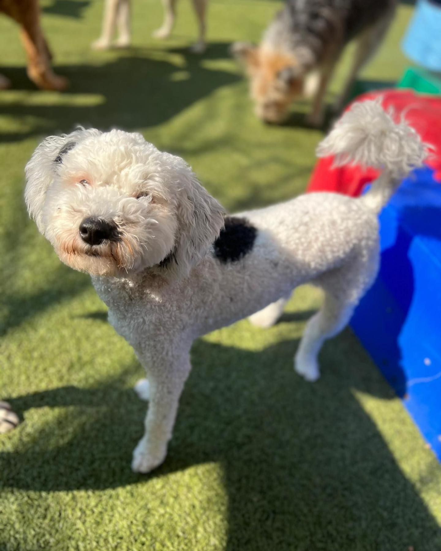 Dog Boarding Facility | Professional Pet Care | Boise, ID