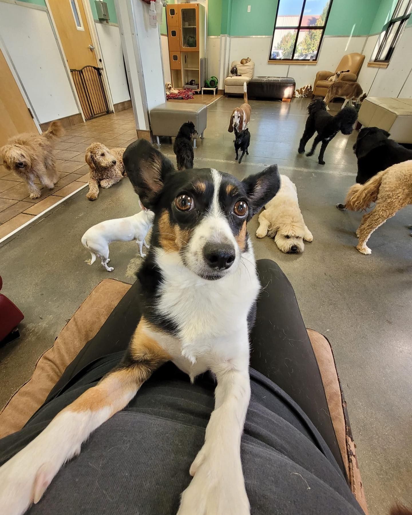 Dog Boarding Facility | Professional Pet Care | Boise, ID