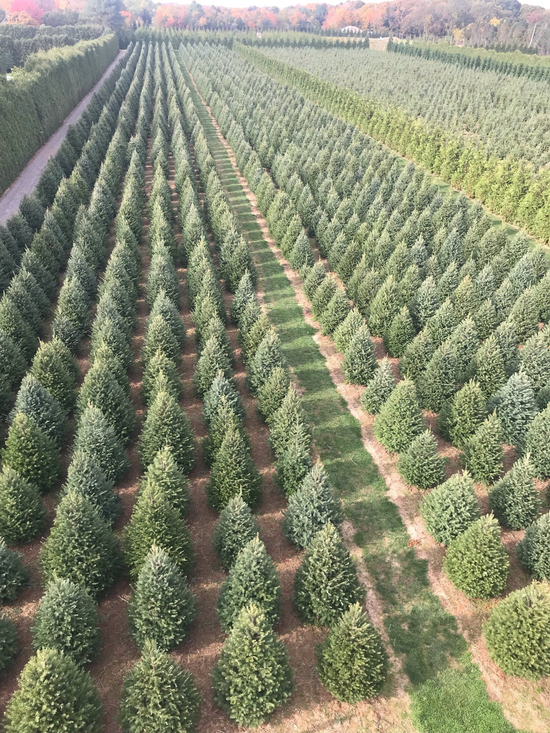 Shamrock Christmas Tree Farm | Mattituck, NY