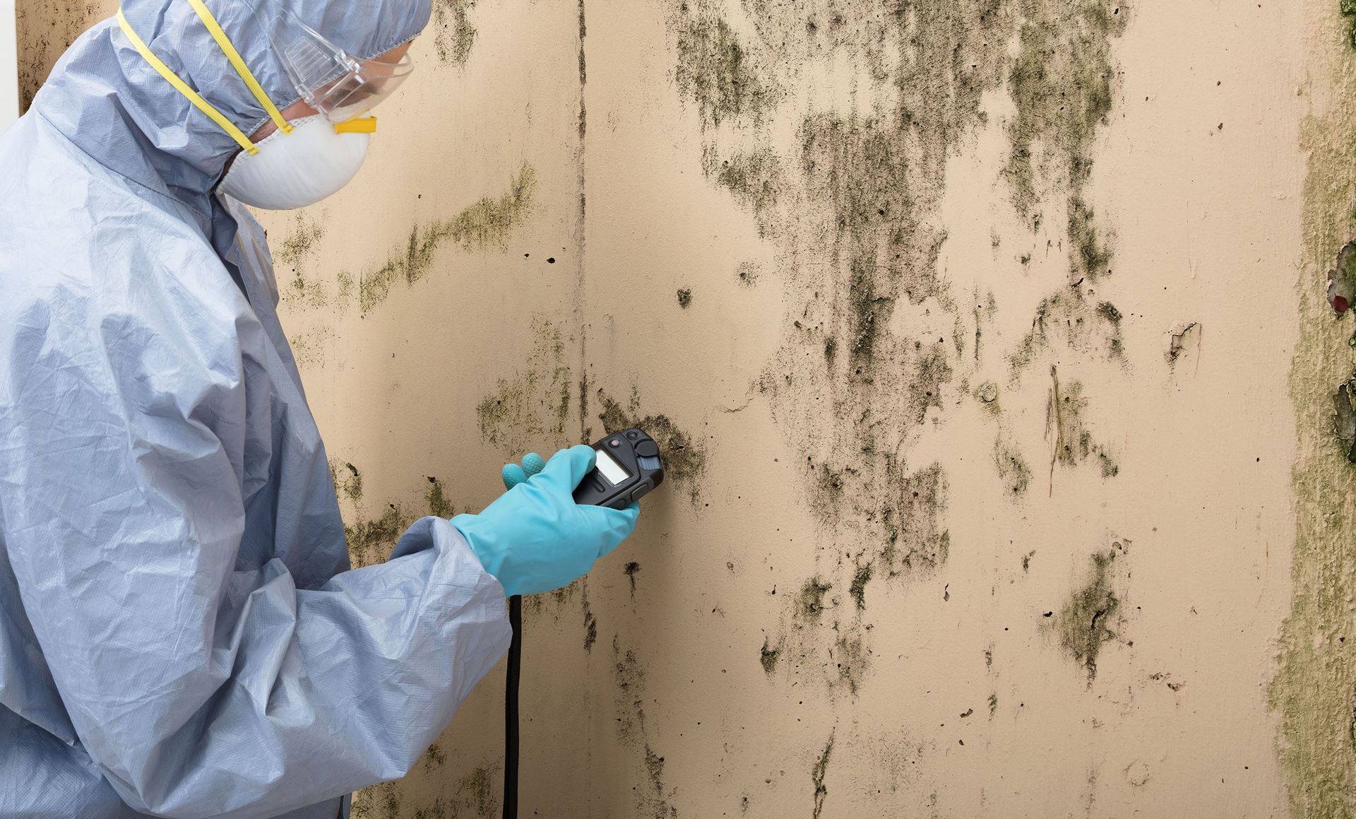 Best Mold Remediation Voorhees, NJ