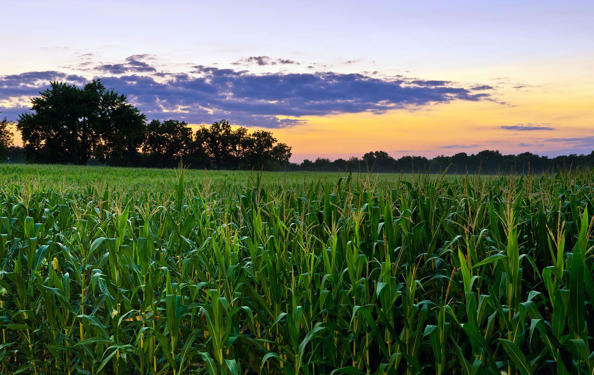 La Crosse Seed | Cover Crops | Forage | Turf | Huxley