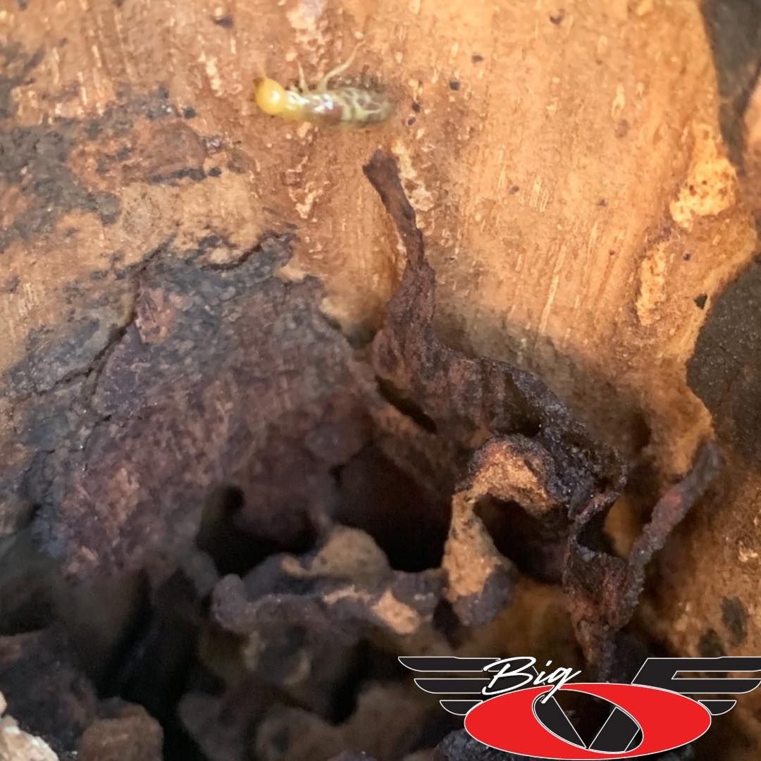 Termite Exterminator Riverview, FL | Big-O Pest Control