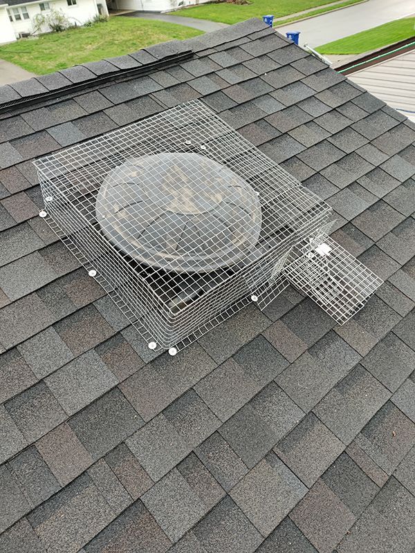 Raccoon Eviction and Exclusion | Central Ohio