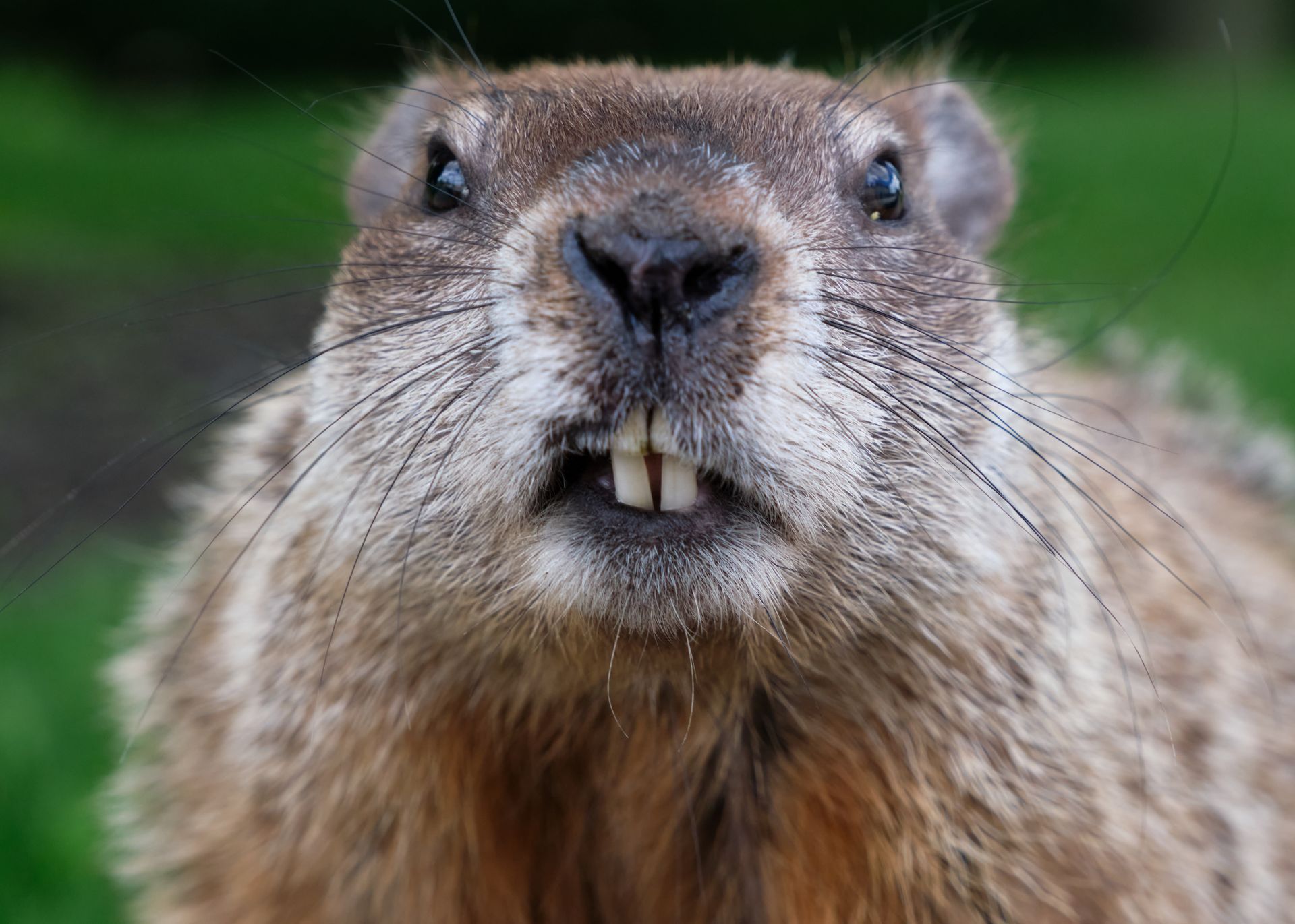 Groundhog and Woodchuck Eviction and Exclusion | Central OH