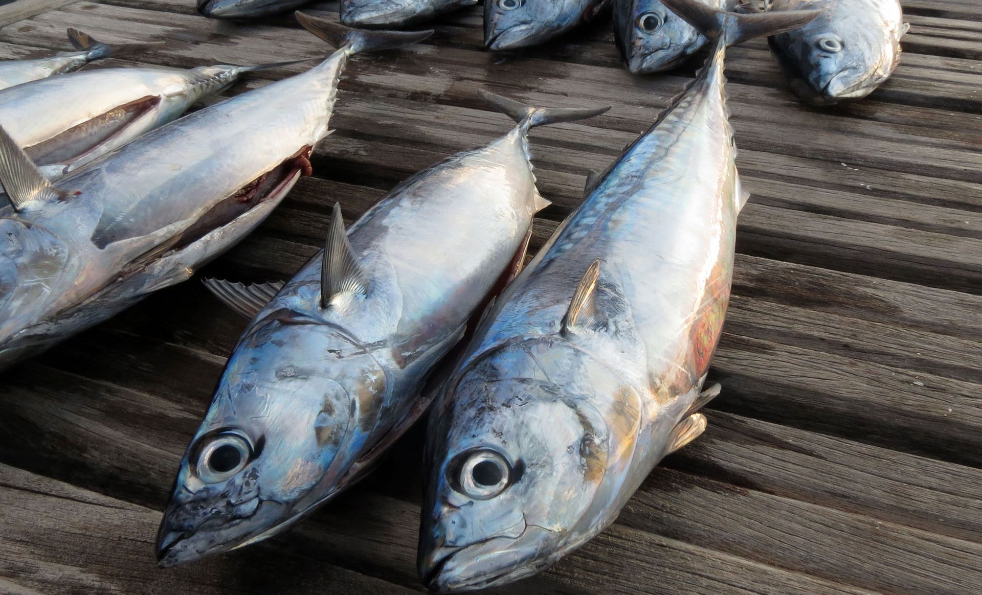 Live Bait | Spooner, WI