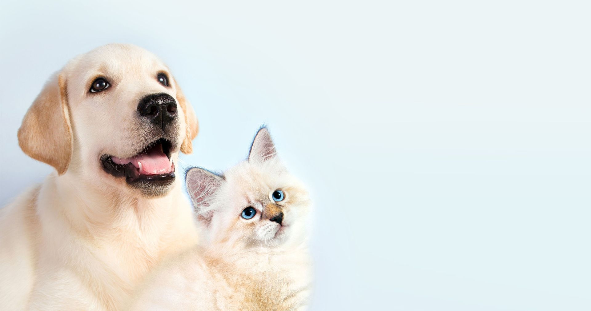 Dog, Cat and Exotic Animal Surgeries | Enid, OK