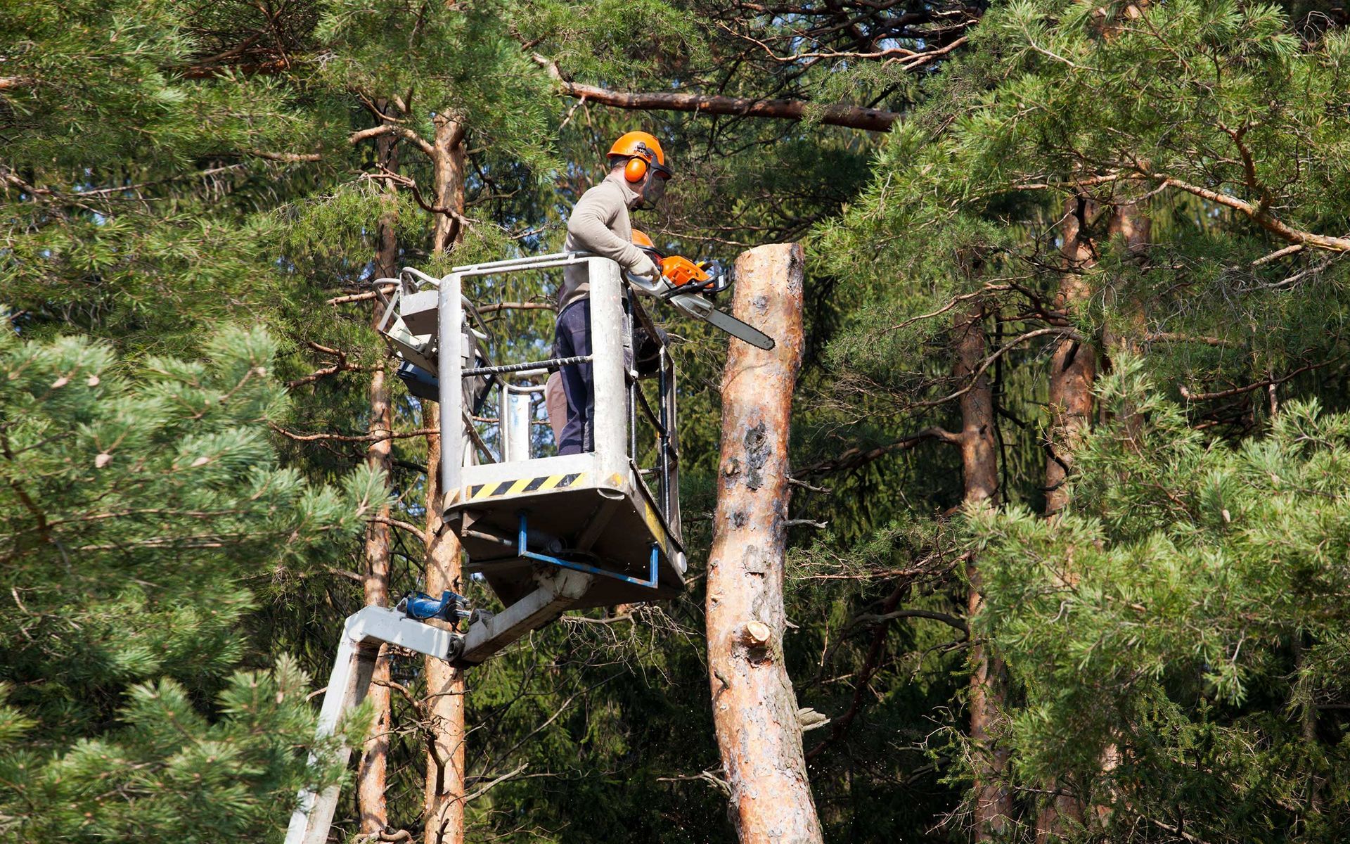 Tree Service Brandon | Jackson | Mid State Tree Service