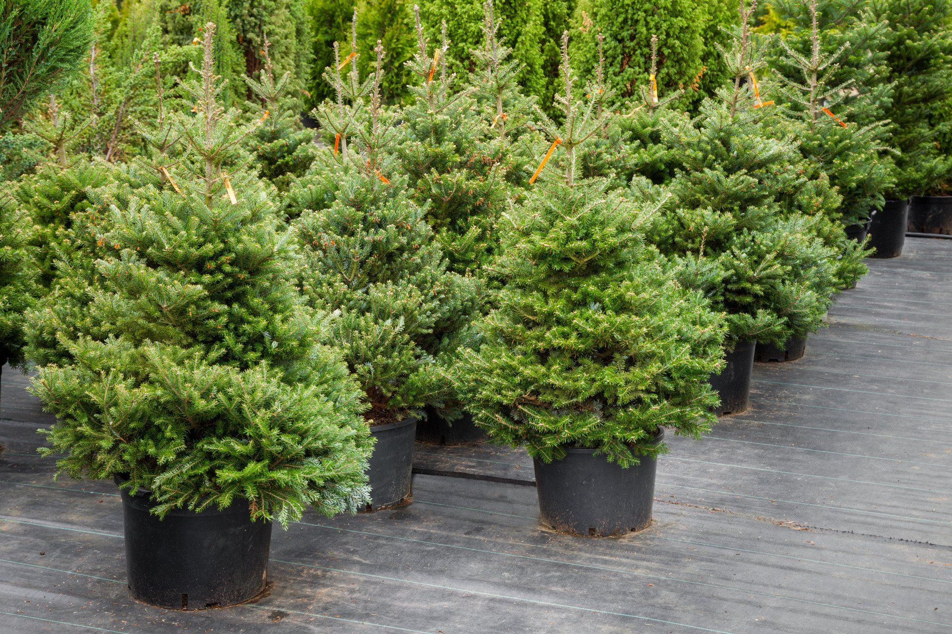 Surprising Benefits Of Planting A Tree