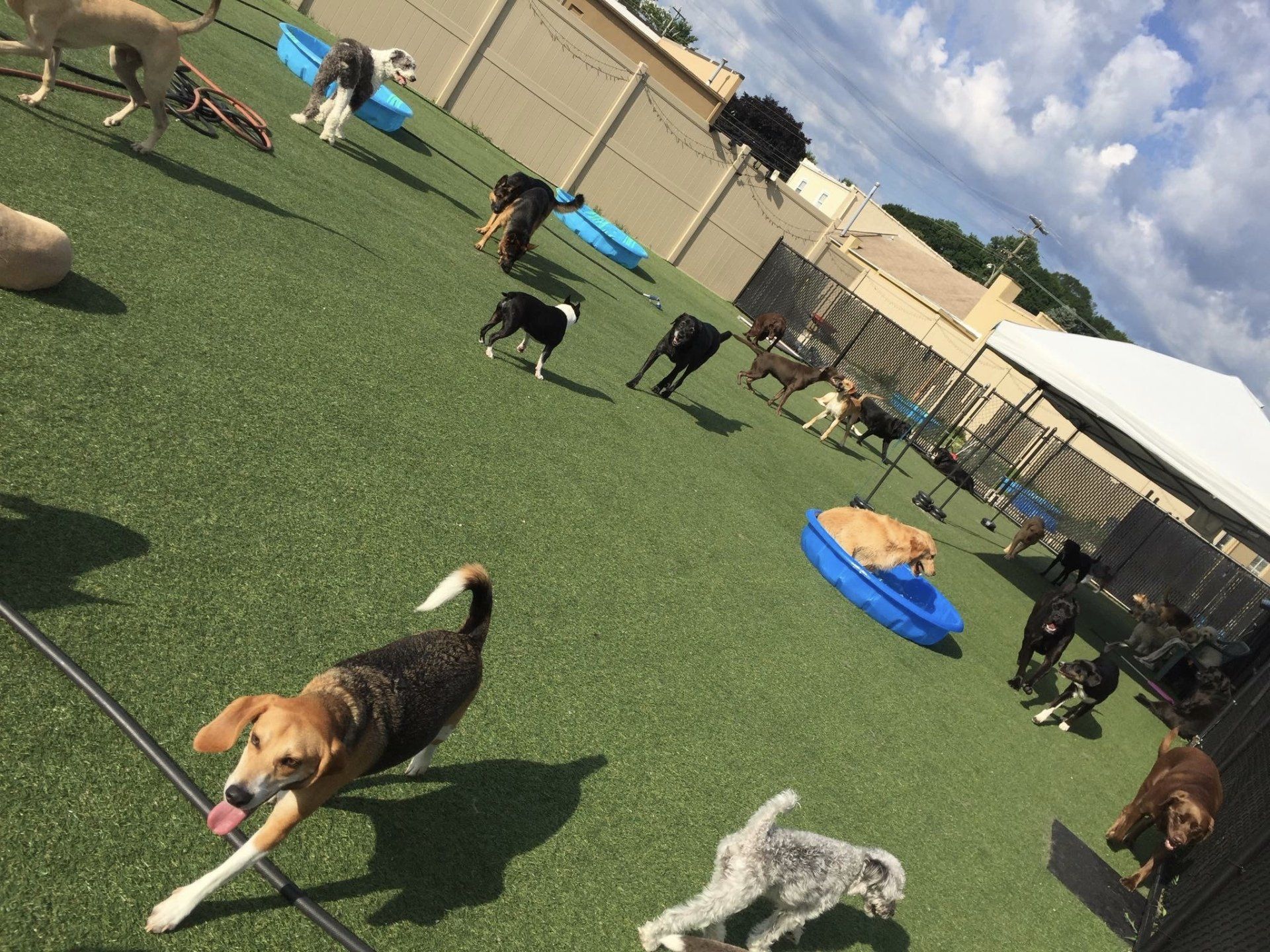 Camp K-9 Dog Daycare | Dog Boarding | Dog Training | West Chester, PA