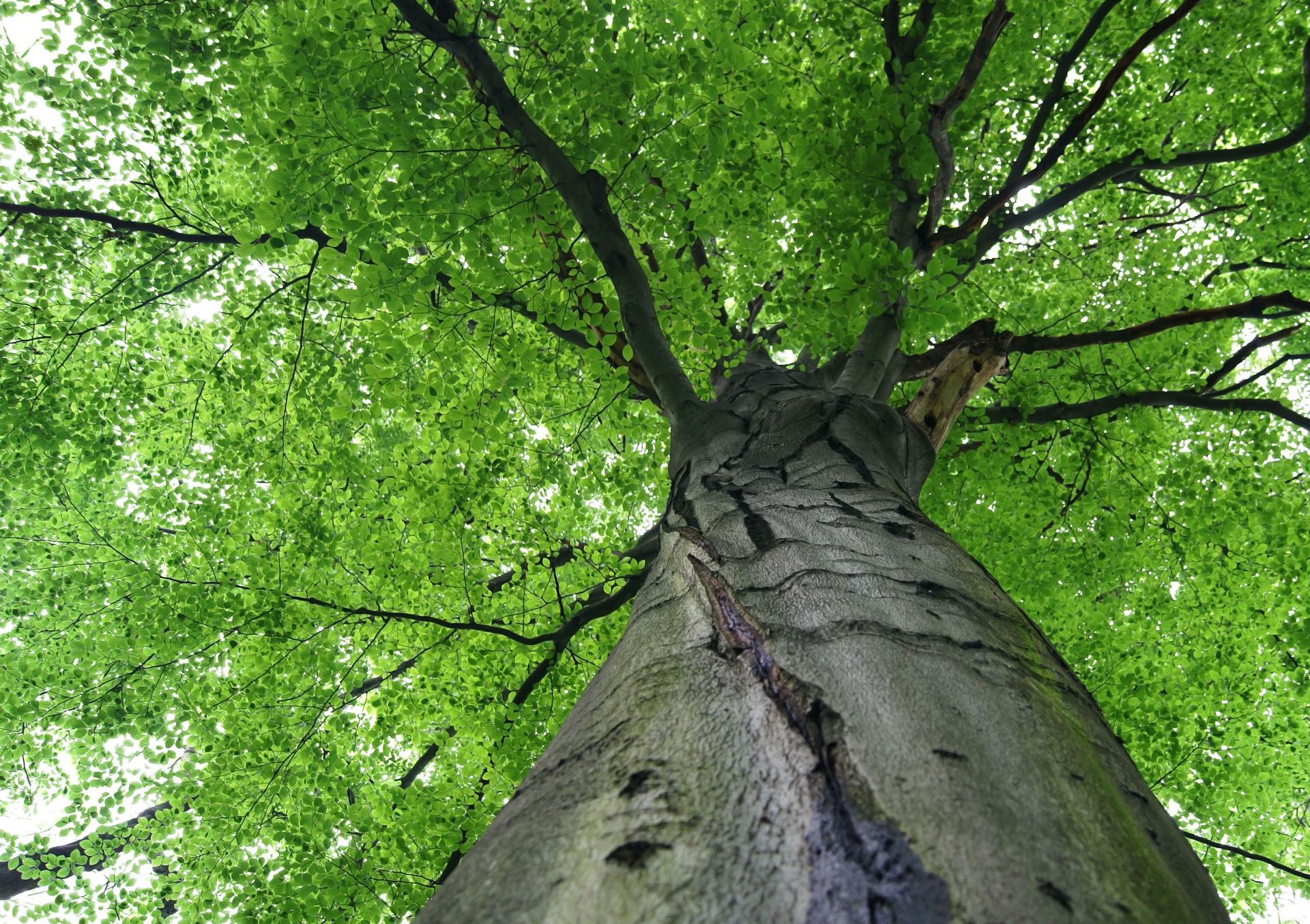 Safety and Hazardous Tree Identification Lower Fairfield CT