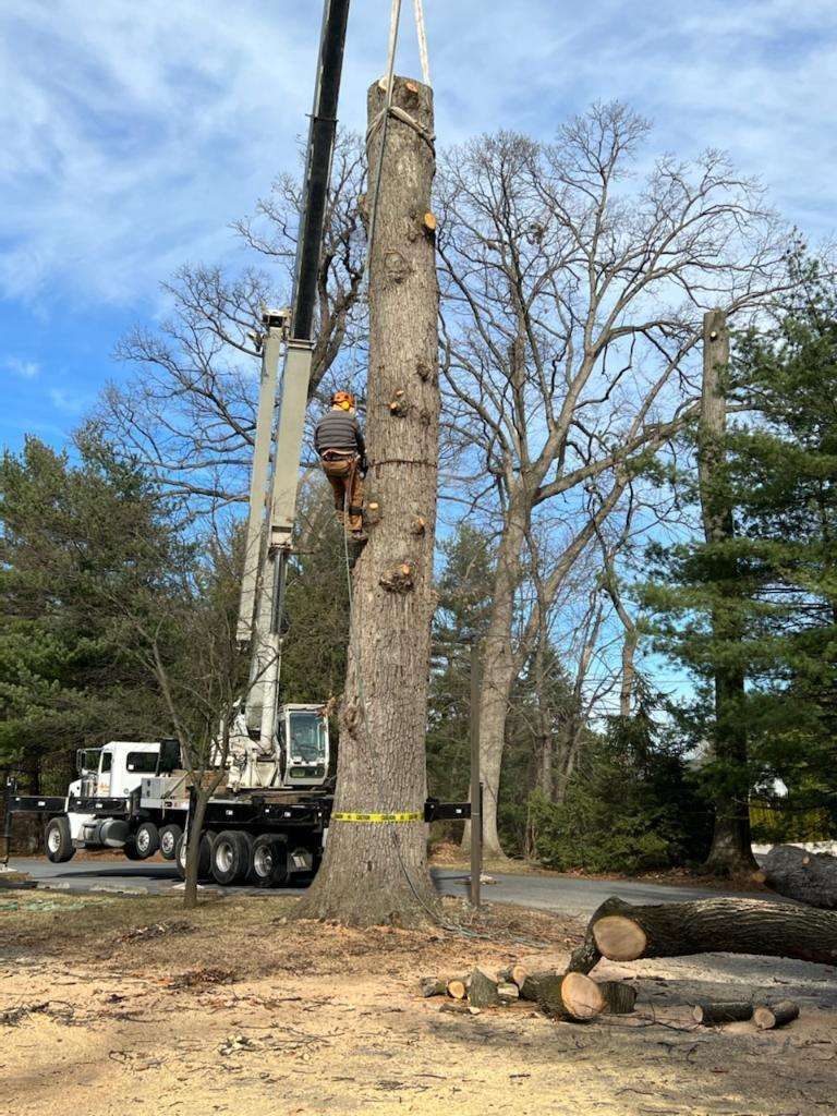 Tree Removal Service Bethlehem | Nick's Custom Tree Service