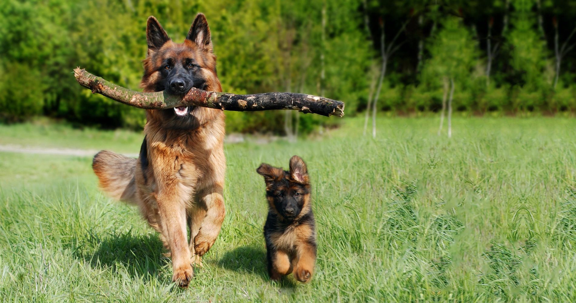 Dog Boarding and Training | Dori Dog Training | Lock Haven, PA