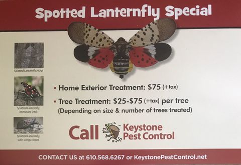 Keystone Pest Control | Pest Removal | Reading, PA