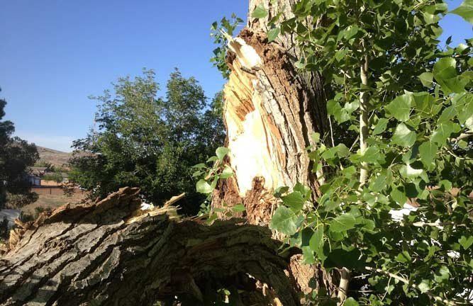 Master Arbor | Licensed Arborist | Washington, UT