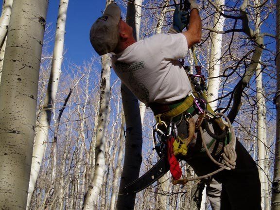 Master Arbor | Licensed Arborist | Washington, UT