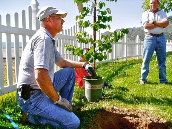Master Arbor | Licensed Arborist | Washington, UT
