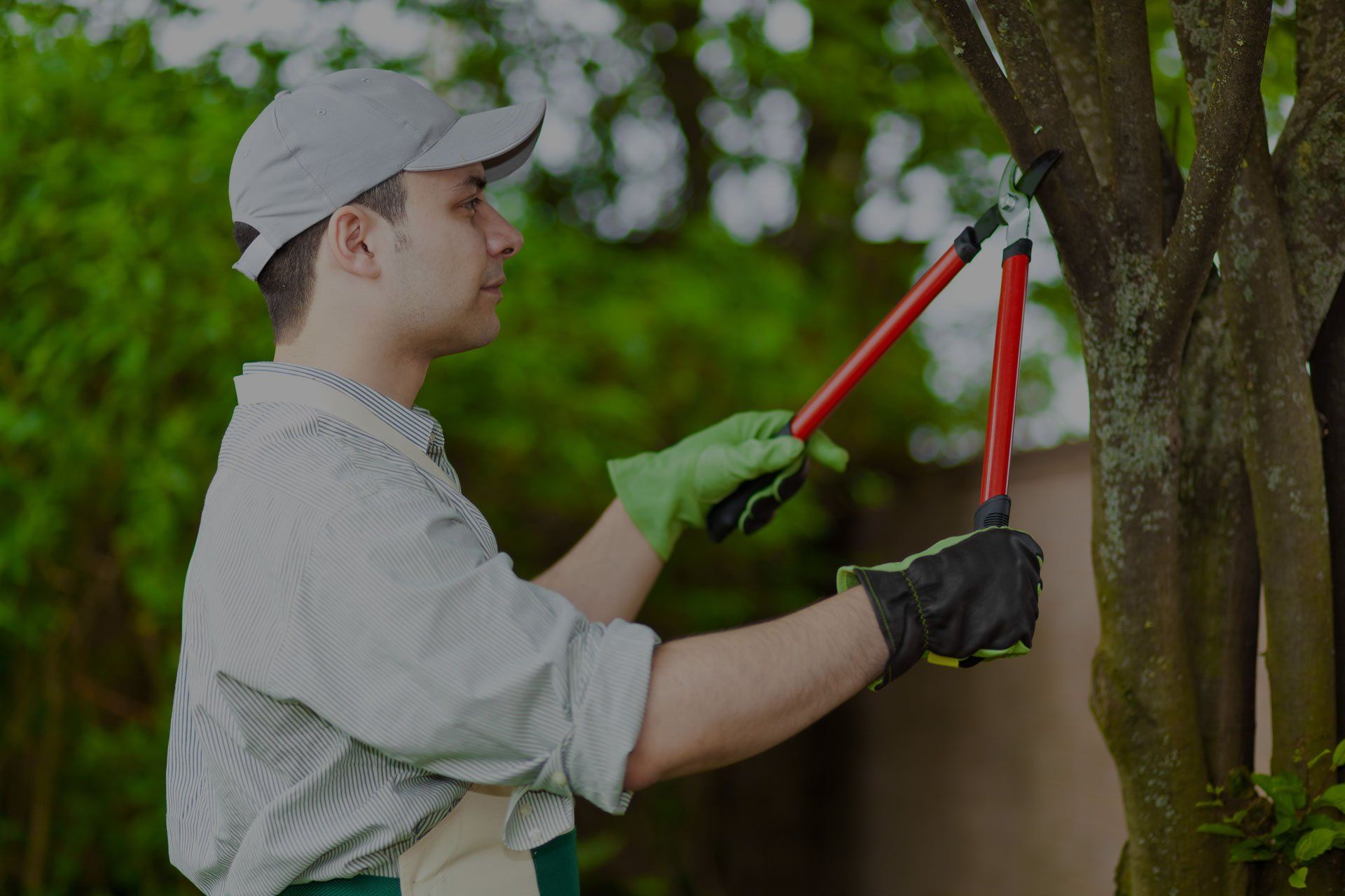 Master Arbor | Licensed Arborist | Washington, UT