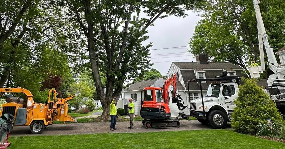 Tree Removal Portland, CT | Watson TreeWorks LLC