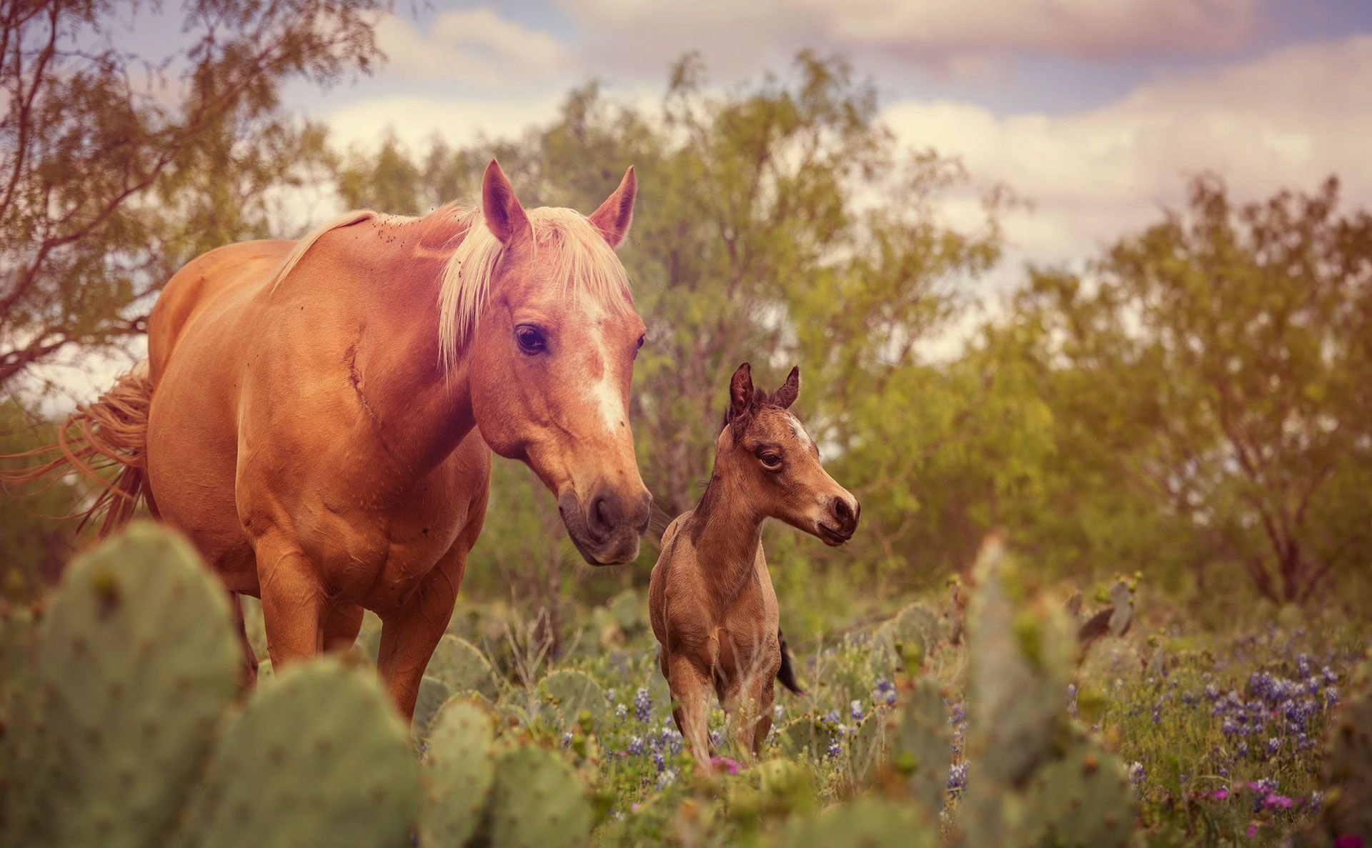 Event Venue | Dos Conchas Ranch | Marble Falls, TX
