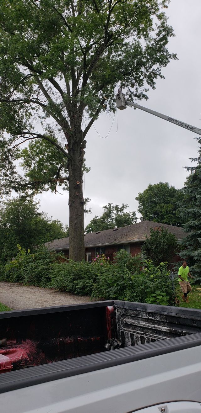 Tree Upkeep | Clyde's Tree Service, LLC | Indianapolis, IN