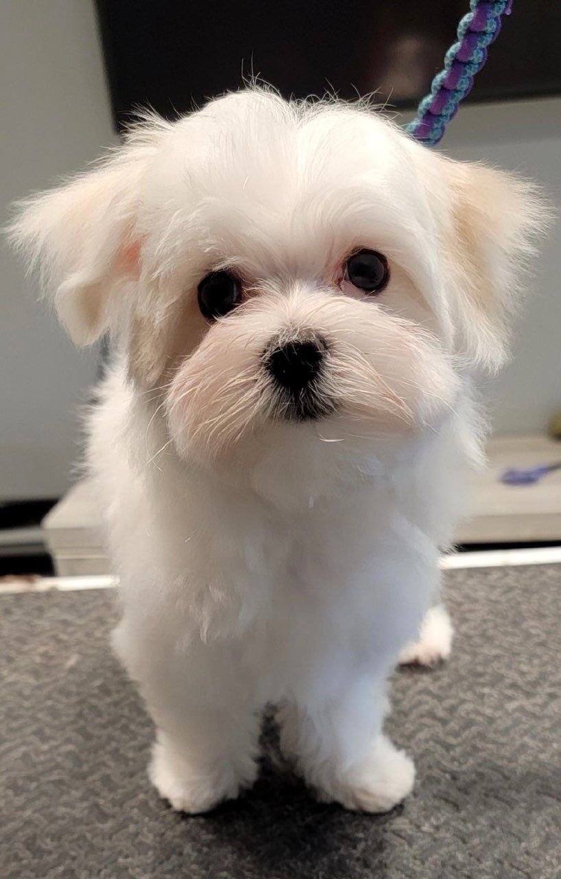 Sit Stay Spa Fargo Photo Gallery | West Fargo, ND