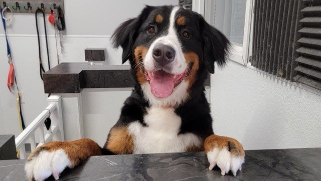 Sit Stay Spa Fargo Photo Gallery | West Fargo, ND