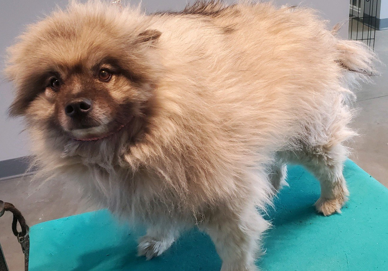 Sit Stay Spa Fargo Photo Gallery | West Fargo, ND