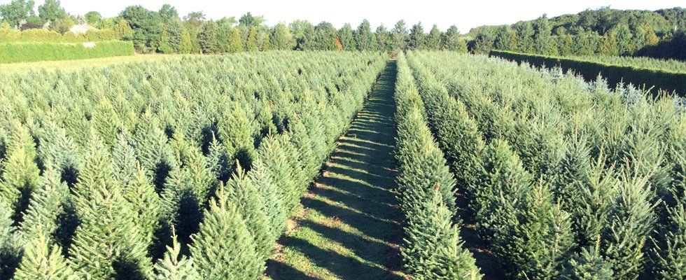 Shamrock Christmas Tree Farm | Mattituck, NY